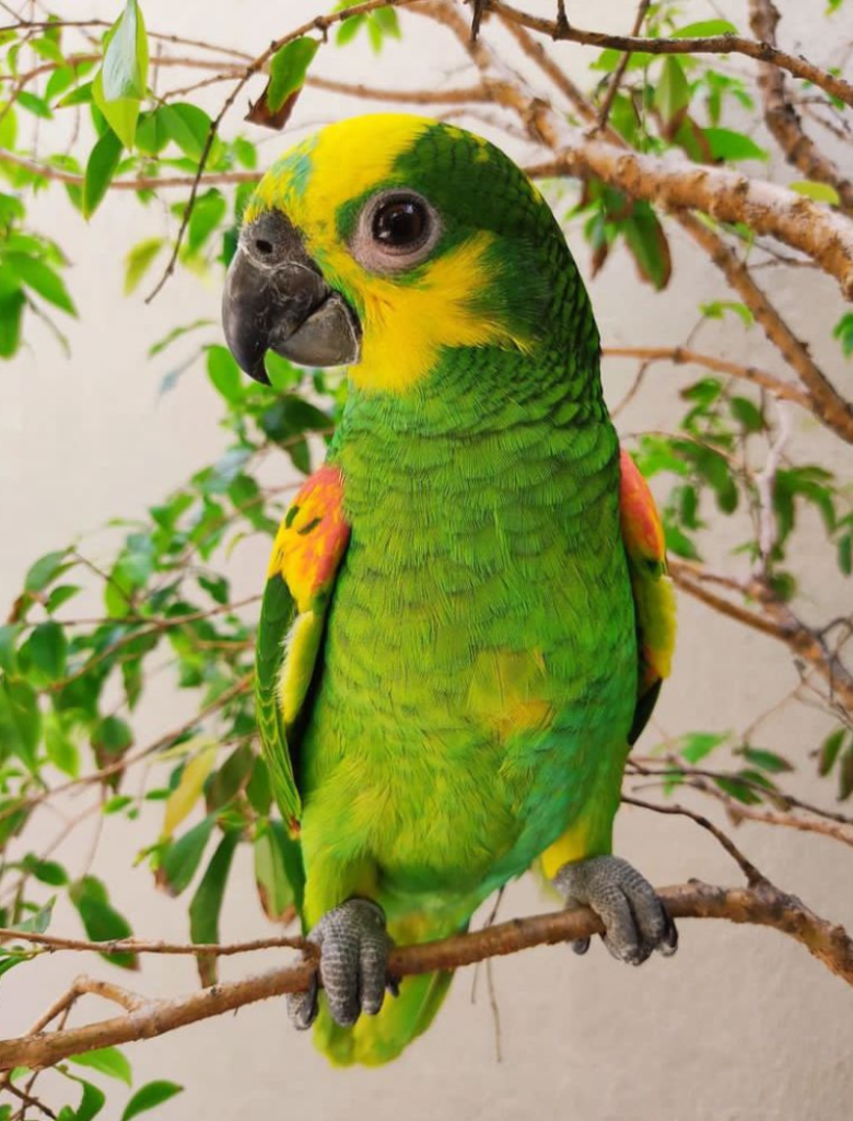 Papagaio Verdadeiro - galpãoanimal