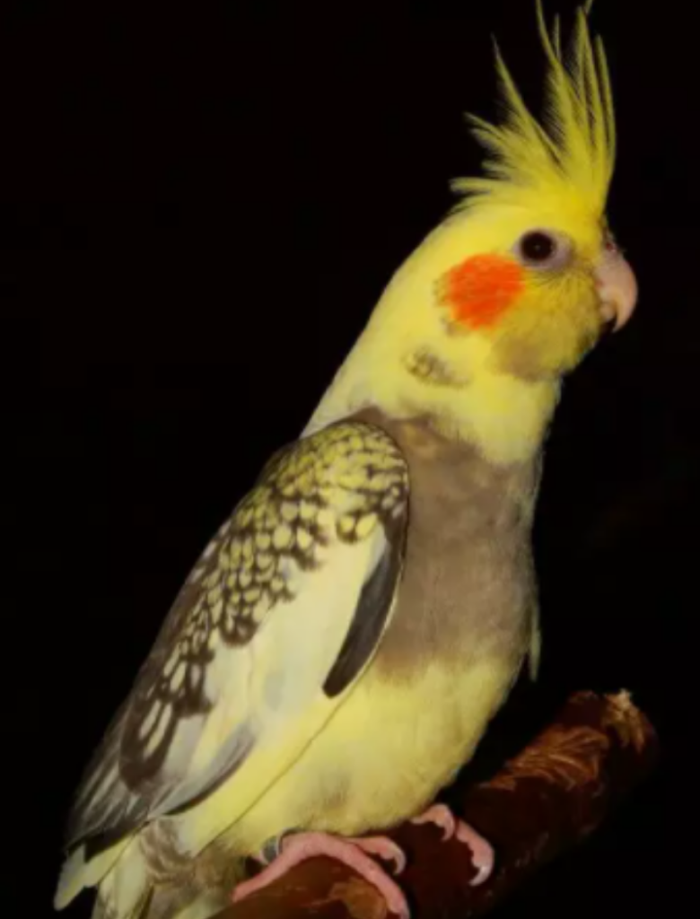 Calopsita - galpãoanimal