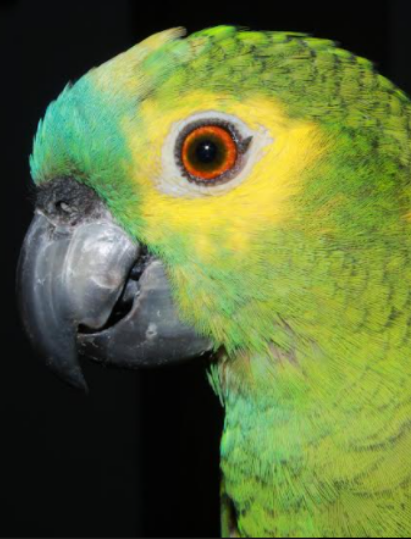 Papagaio Verdadeiro - galpãoanimal