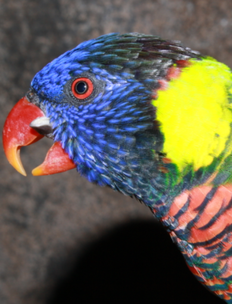 Lóris Arco-Iris - galpãoanimal