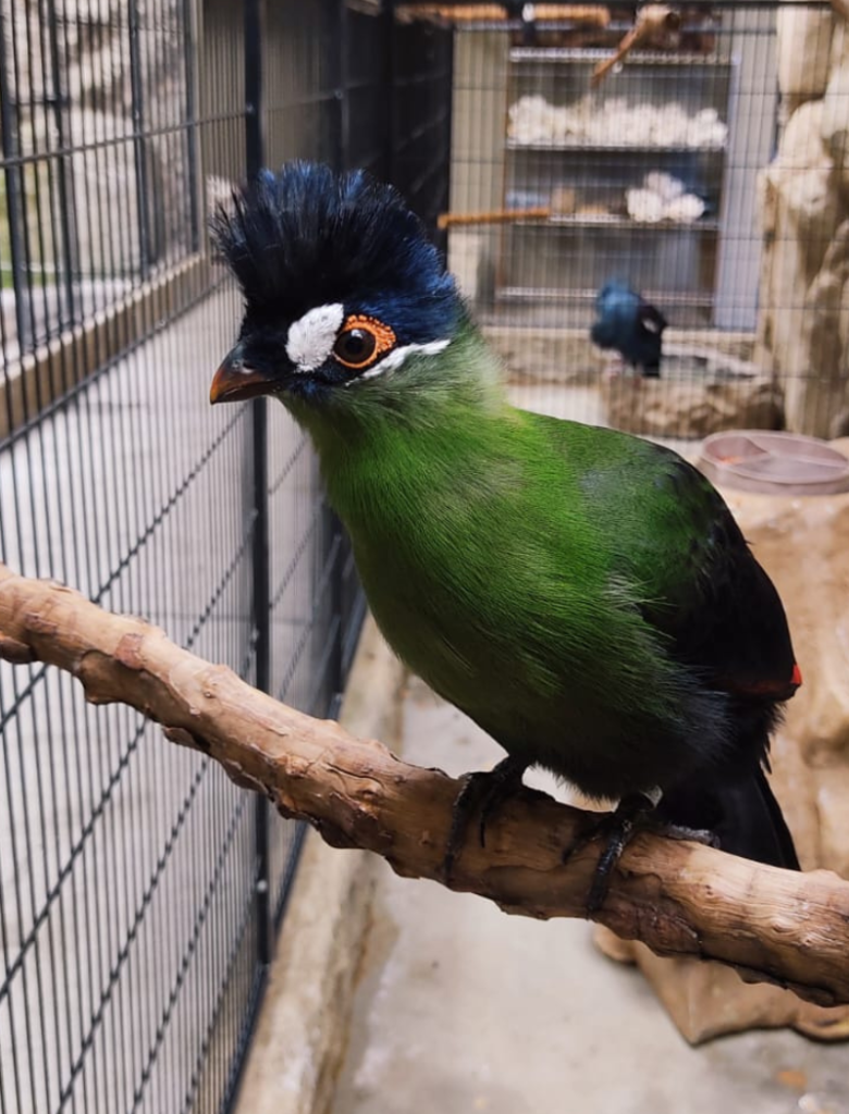 Pomba Goura - (Goura Cristata) - CASAL - galpãoanimal